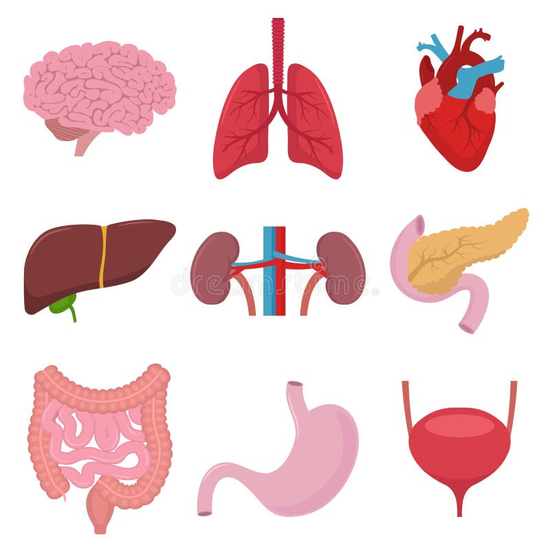 Vector Illstration of Human Organs Icon. Flat Design. Isolated. Stock ...