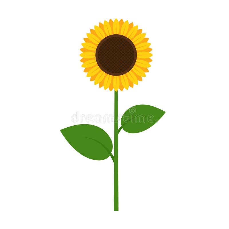Vector Illstration of Sunflower. Flat Design. Isolated. Stock Vector ...