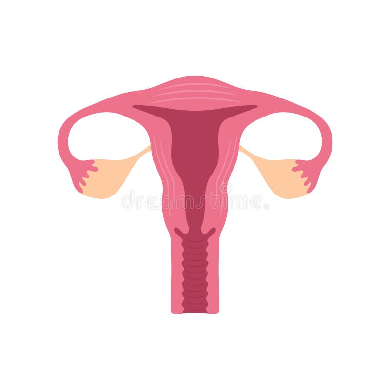 Vector Illstration of Uterus. Flat Design. Isolated. Stock Vector ...