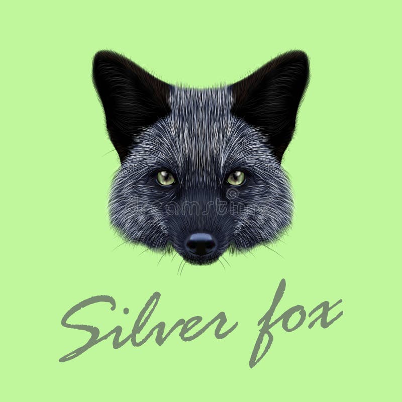 Silver Fox Portrait Stock Illustrations – 277 Silver Fox Portrait Stock ...