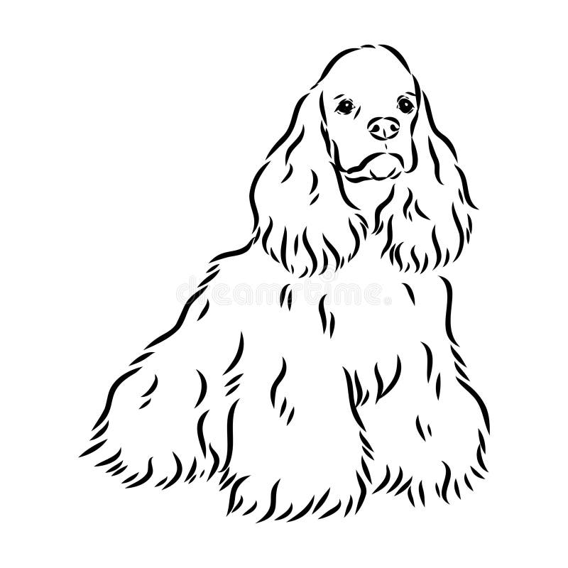 Vector Illustration of an American Cocker Spaniel Isolated on a White ...