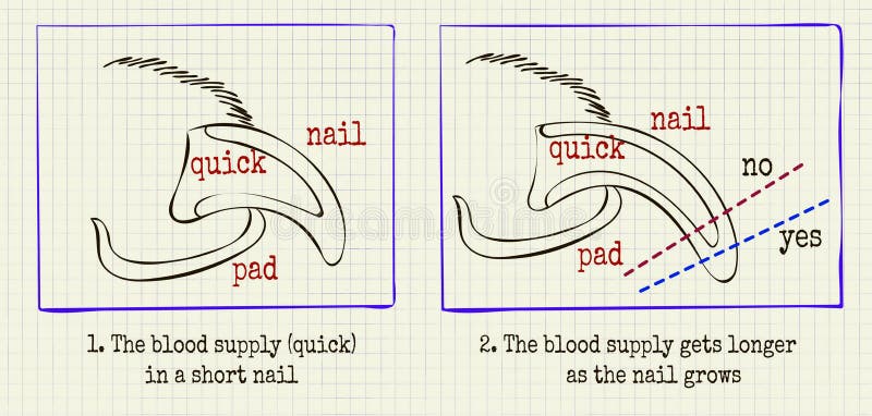 Vector Illustration Animal Grooming Claws Stock Vector - Image: 58648175