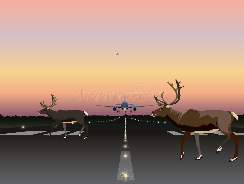 Vector Illustration- Animals Crossing Runway while Aricraft Approaching ...