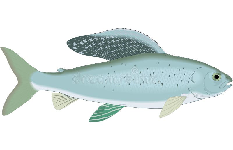 Grayling Stock Illustrations – 144 Grayling Stock Illustrations ...