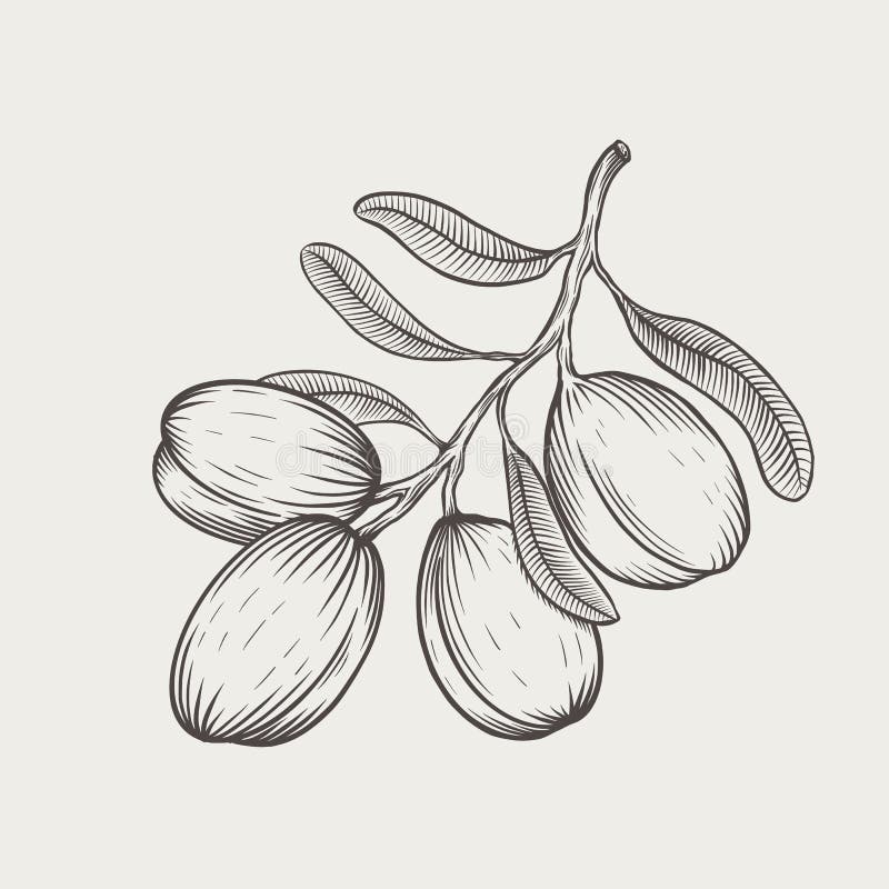 Vector Illustration Argan Tree Branch Isolated. Engraved Style. Stock ...