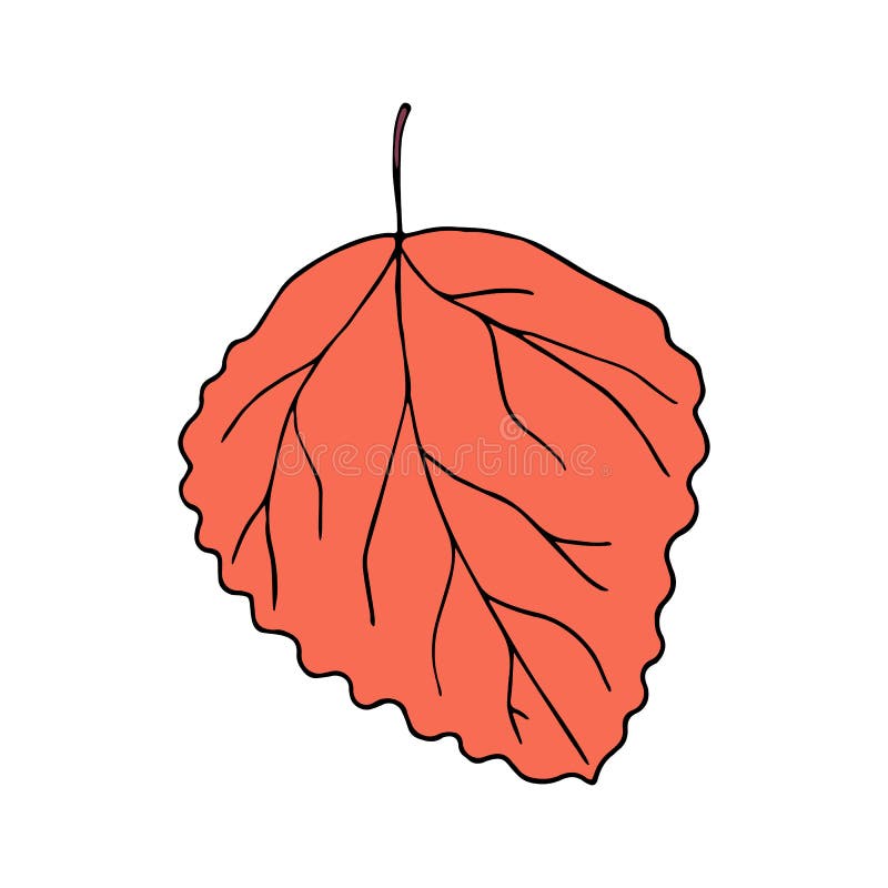 Vector Illustration of Aspen Leaf in Cartoon Style Stock Vector ...