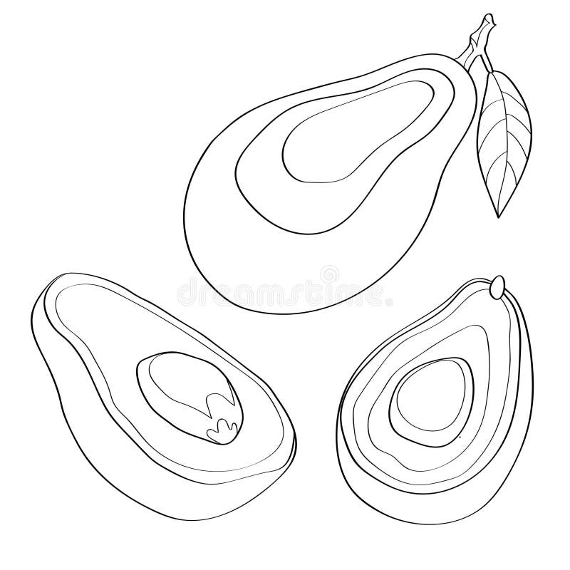 Avocado Black Outline Vector Illustration Isolated on a White ...