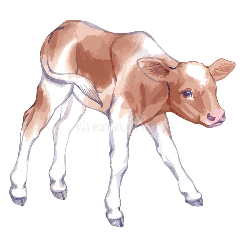 Vector Illustration of Baby Cow. Stock Vector - Illustration of culture ...