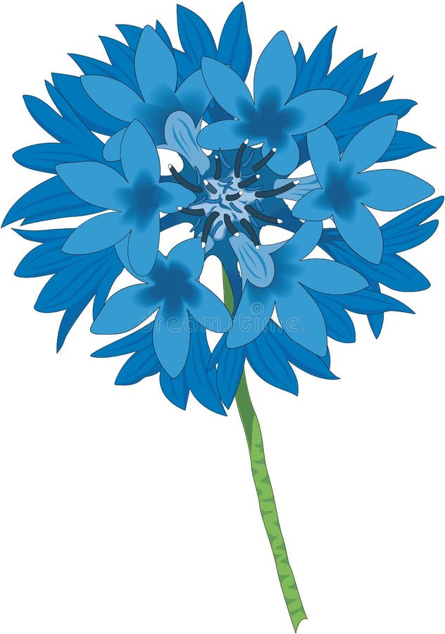 Bachelor Button Stock Illustrations – 812 Bachelor Button Stock ...