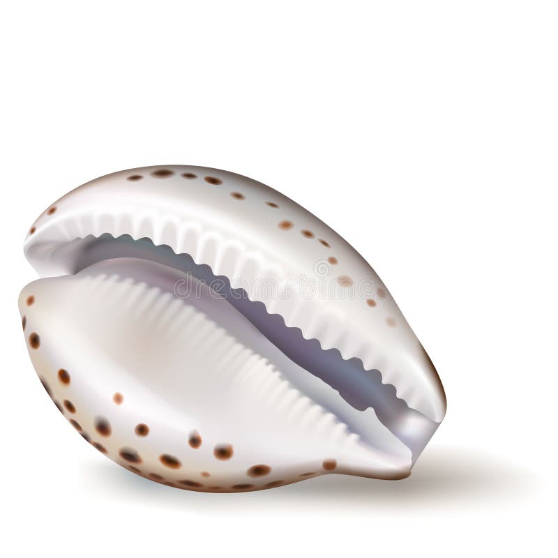 White Cowrie or Cowry Sea Shell, Sketch Style Vector Illustration Stock ... White Cowrie or Cowry Sea Shell, Sketch Style Vector Illustration Stock ...
