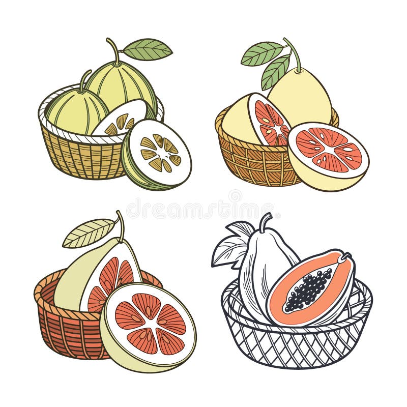 Bael Fruit in Basket: Vector Illustration of Exotic Fruit Stock Vector ...