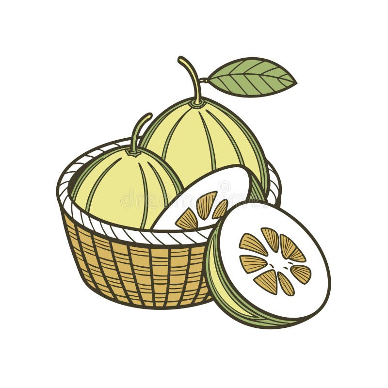 Bael Fruit in Basket: Vector Illustration of Exotic Fruit Stock ...