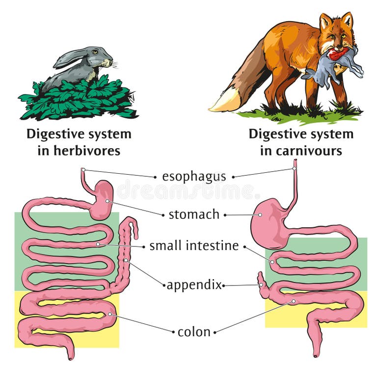 Carnivorous Digestive System Stock Illustrations – 50 Carnivorous ...