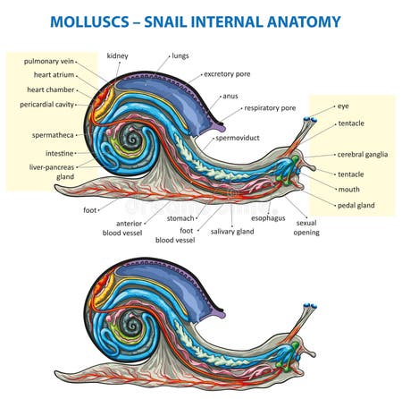 Snail anatomy stock vector. Illustration of body, slug - 211919029