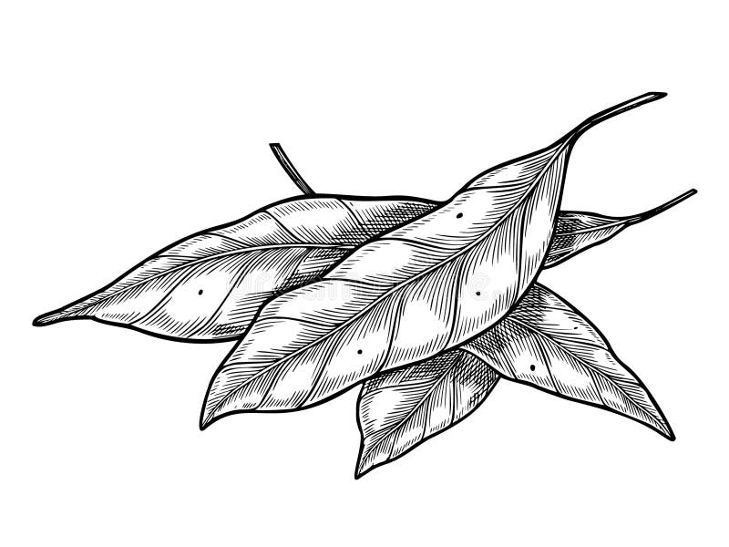 Vector Illustration of Bay Laurel Leaves. Drawing of Kitchen Herbs for ...