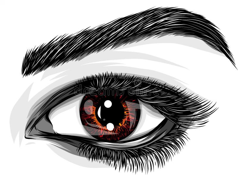 Vector Illustration Beautiful Women Eyes with Make Up Stock Vector ...