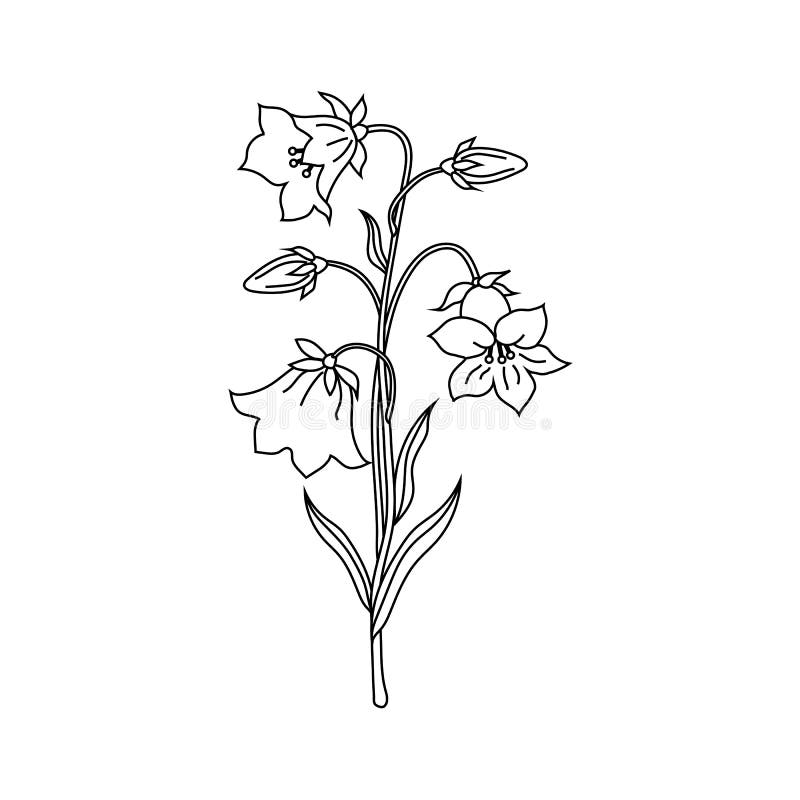 Blue Bell Flower Coloring Pages