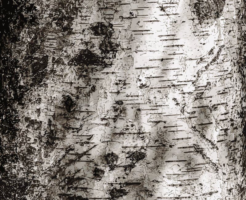 Vector Illustration of Birch Bark Texture. the Texture of the Birch Bark. Birch Bark Background ...