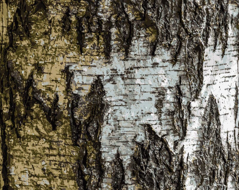 Vector Illustration of Birch Bark Texture. the Texture of the Birch ...