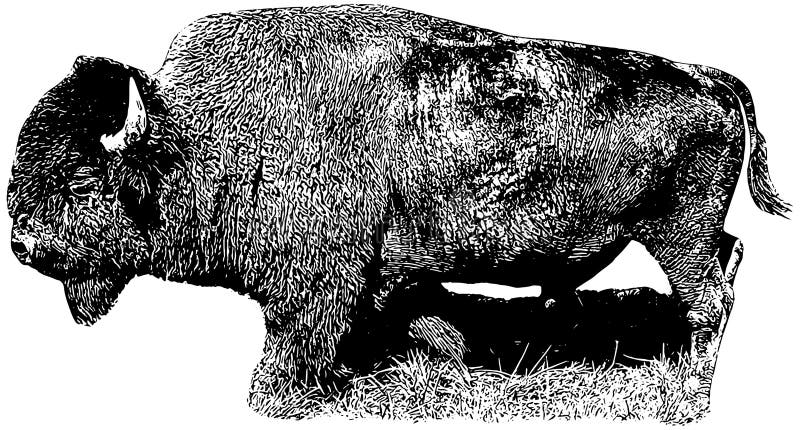 American Bison Bull Illustration Stock Vector - Illustration of culture ...