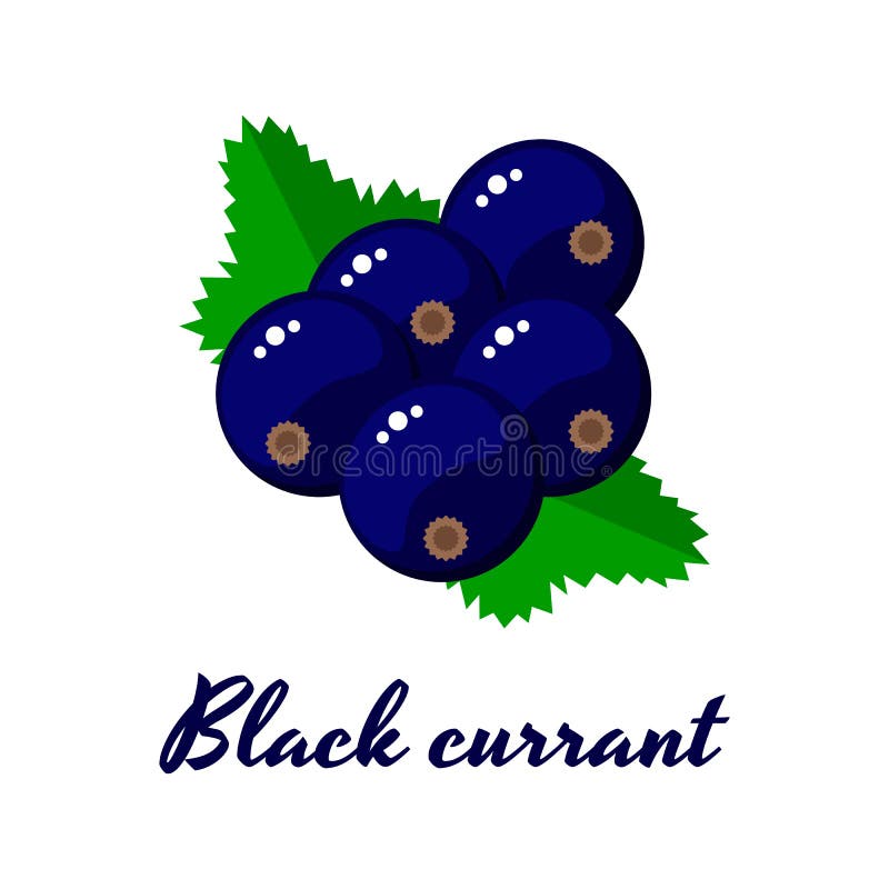 Vector Illustration. Black Currant. Garden Berries. Stock Vector ...