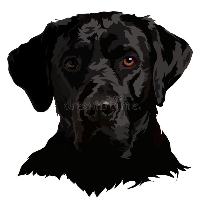 Vector Illustration of a Black Labrador. Portrait of a Dog on a White ...