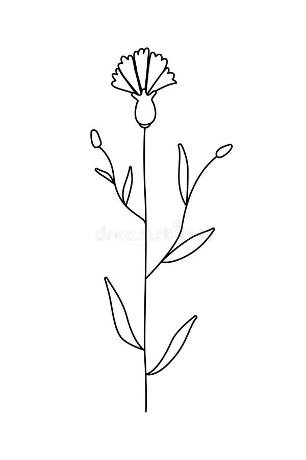 Cornflower Drawing