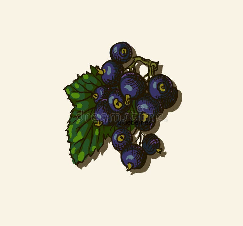 Vector Illustration of Blackcurrant Stock Illustration - Illustration ...