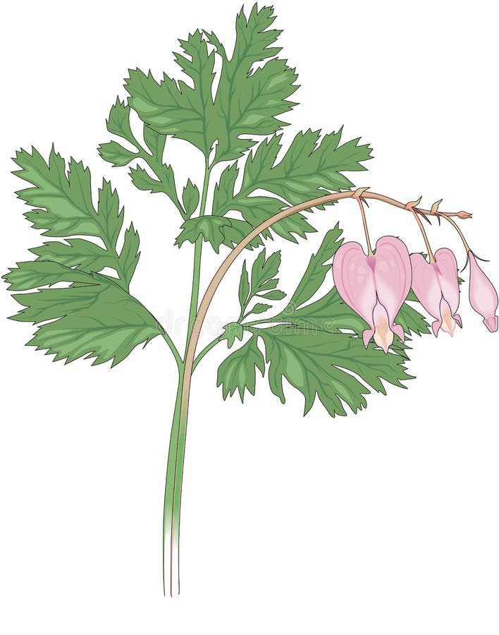 Bleeding Heart Vector Illustration Stock Vector - Illustration of heart ...