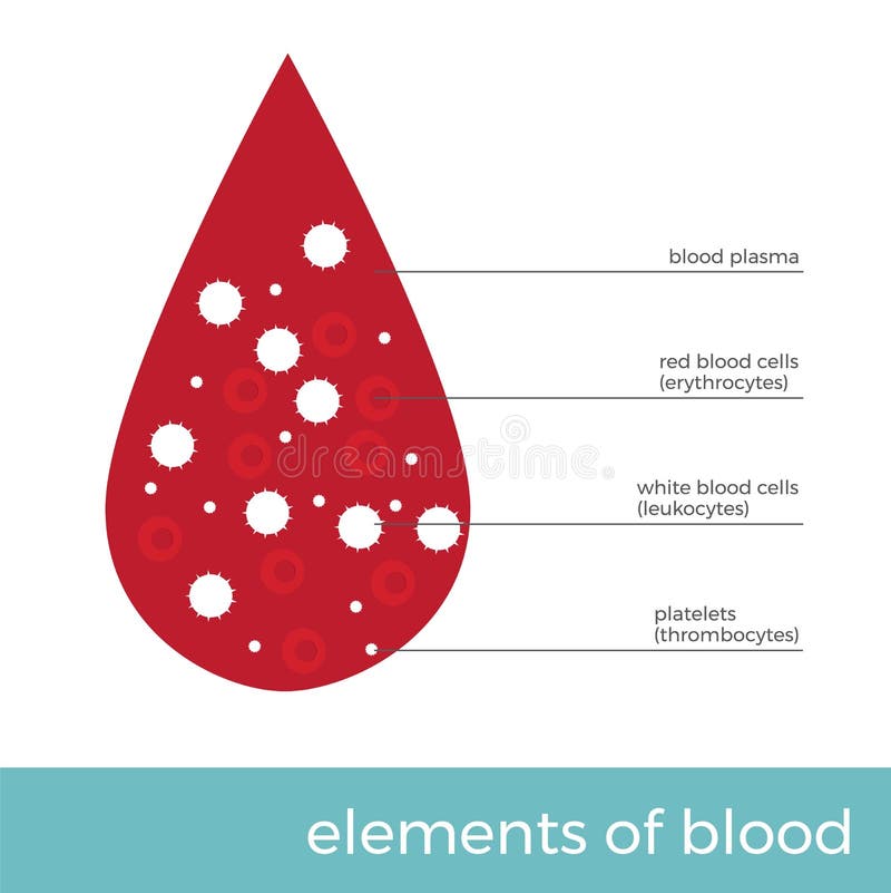 Vector Illustration of Blood Elements Stock Vector - Illustration of ...