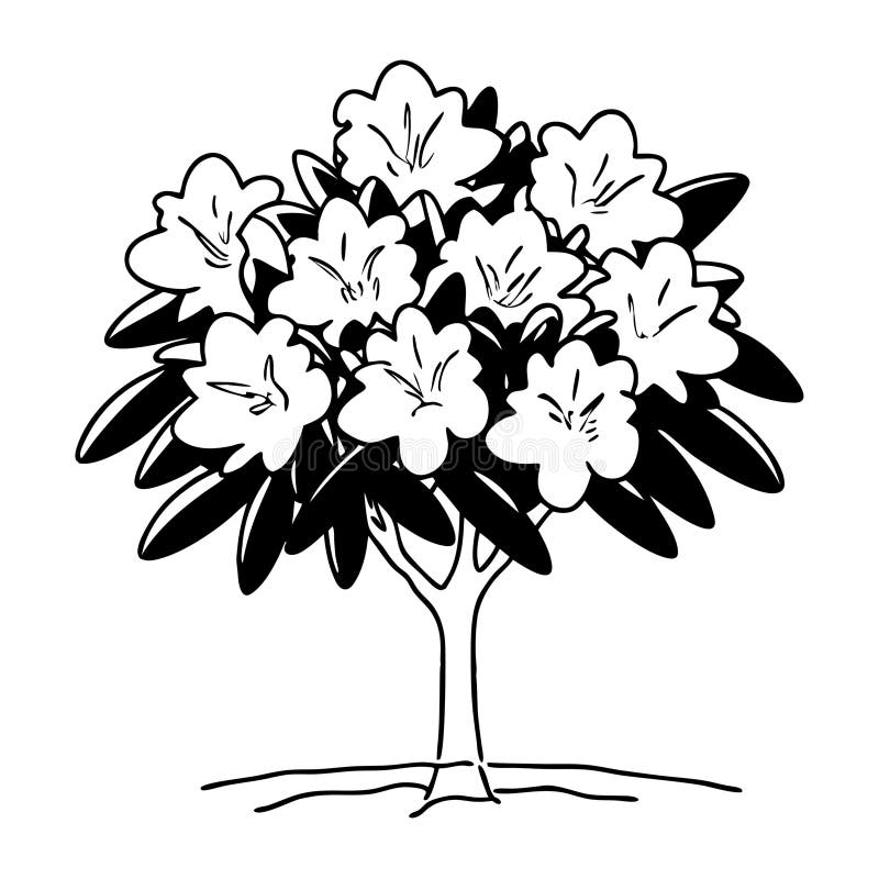 Vector Illustration Blooming Rhododendron Tree Black Outline for ...
