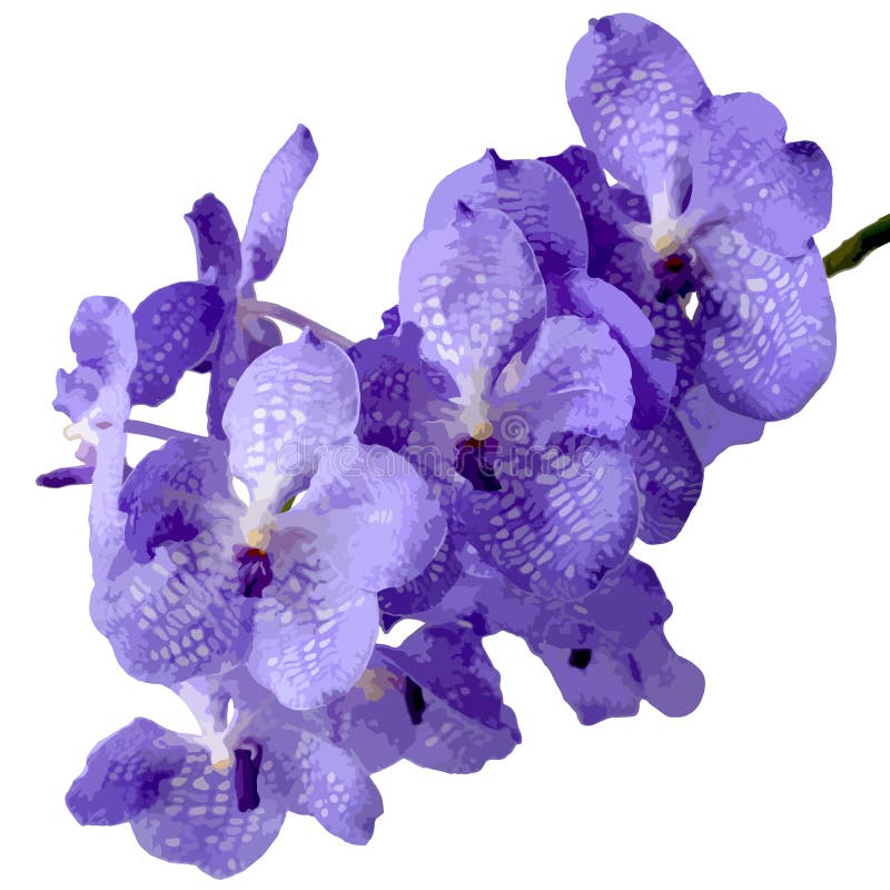 Vector Illustration of Blue Vanda Orchid Flower Stock Vector ...