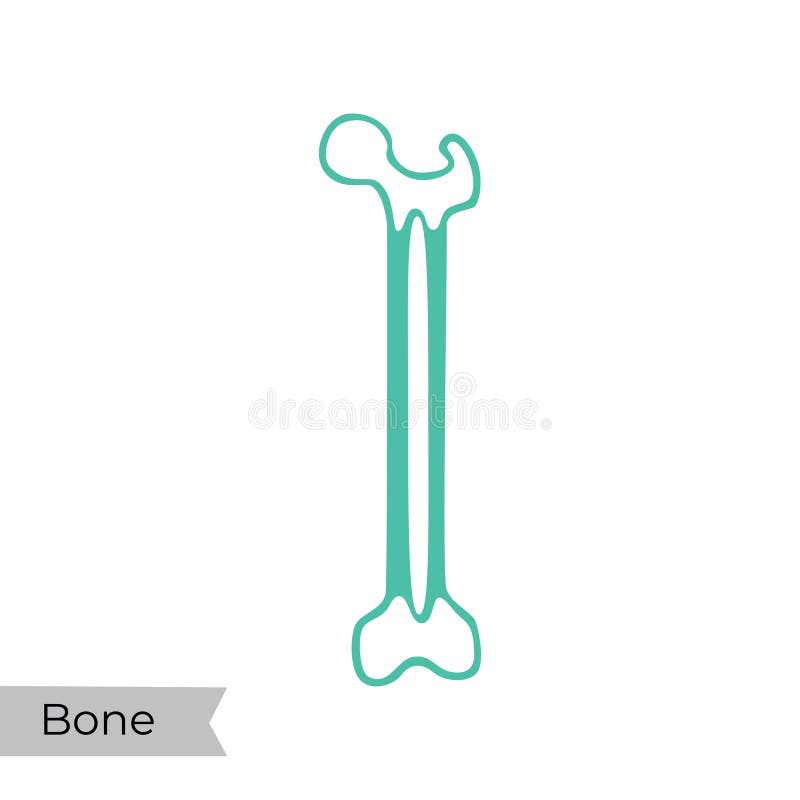 Vector Illustration of Bone Marrow Stock Vector - Illustration of ...