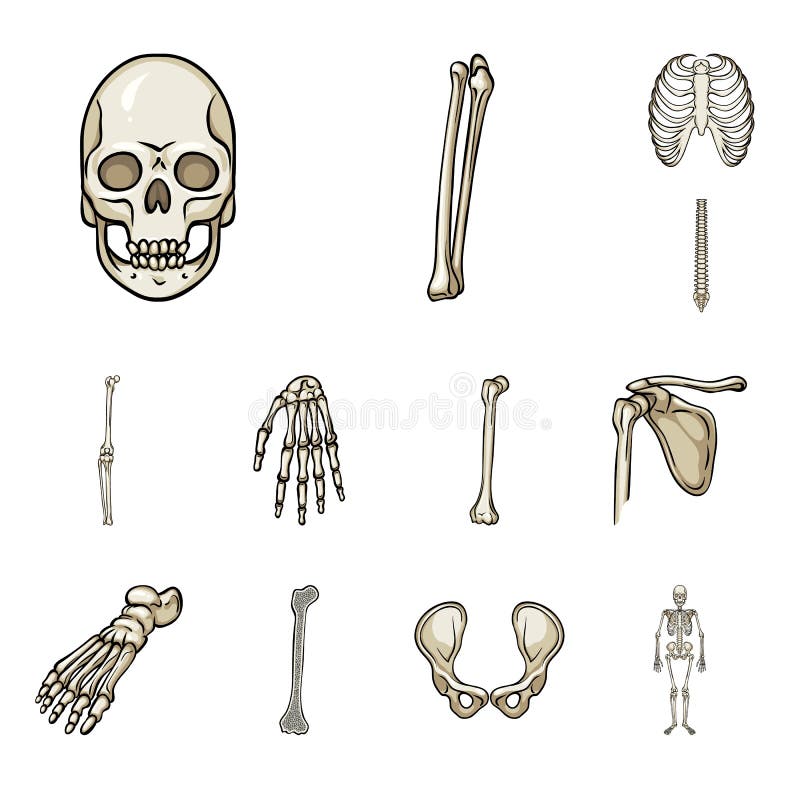 Vector Illustration of Bone and Skeleton Icon. Set of Bone and Human ...