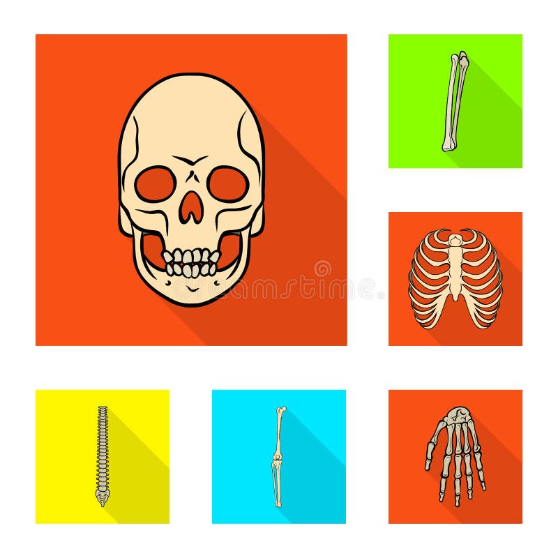 Vector Design of Bone and Skeleton Logo. Collection of Bone and Human ...