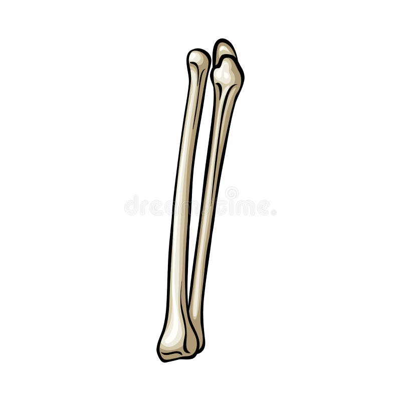 Bone Alignment Stock Illustrations – 689 Bone Alignment Stock ...