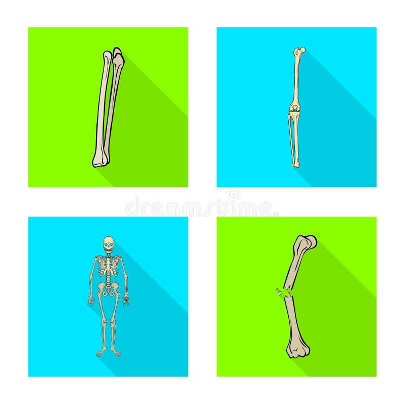 Human Skeleton Alignment Stock Illustrations – 557 Human Skeleton ...