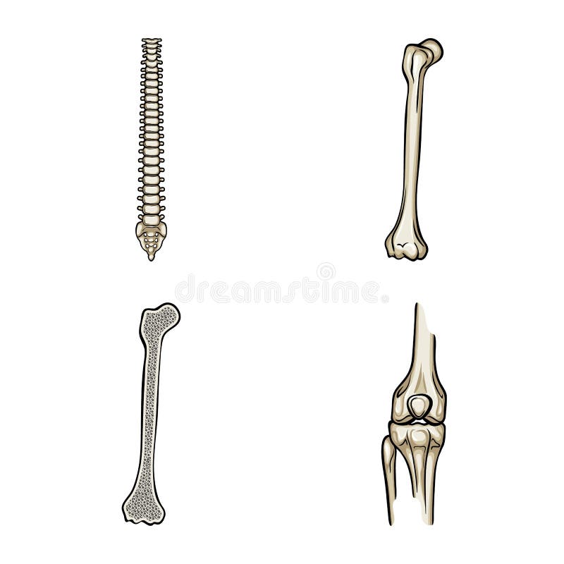 Vector Design of Bone and Skeleton Sign. Set of Bone and Human Stock ...