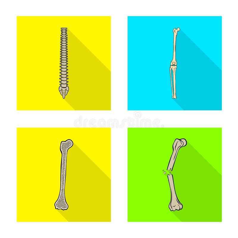 Vector Design of Bone and Skeleton Sign. Collection of Bone and Human ...