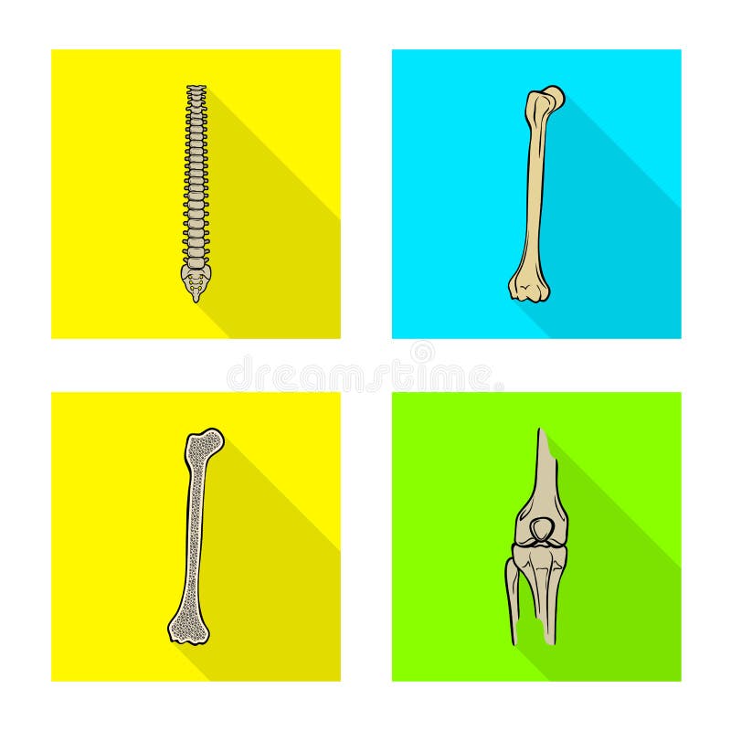 Human Skeleton Alignment Stock Illustrations – 557 Human Skeleton ...