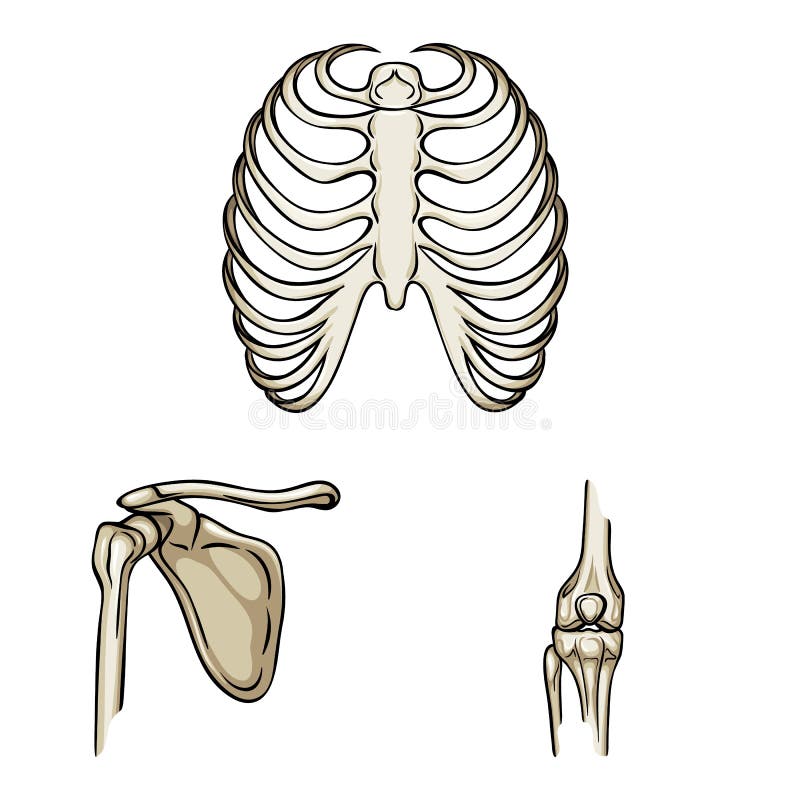 Vector Design of Bone and Skeleton Symbol. Collection of Bone and Human ...
