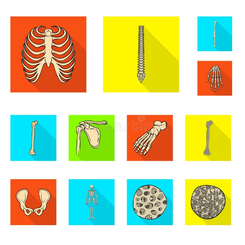 Vector Illustration of Bone and Skeleton Symbol. Set of Bone and Human ...