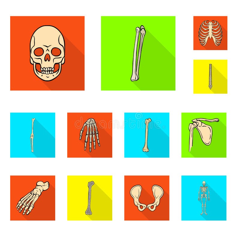 Vector Design of Bone and Skeleton Icon. Collection of Bone and Human ...