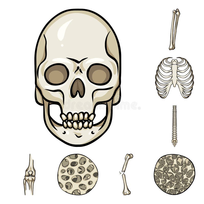 Vector Illustration of Bone and Skeleton Symbol. Set of Bone and Human ...