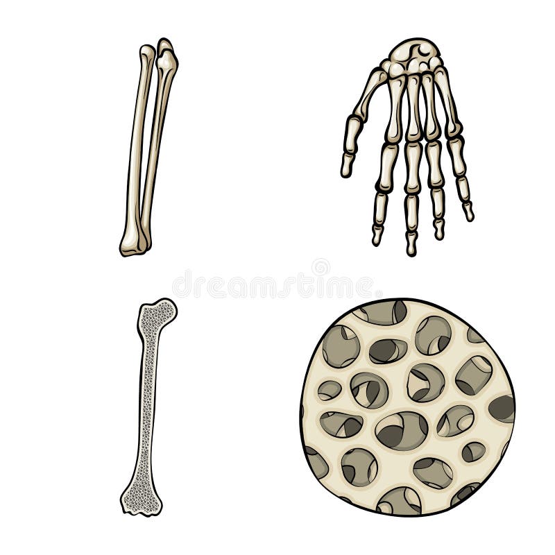 Vector Illustration of Bone and Skeleton Symbol. Set of Bone and Human ...