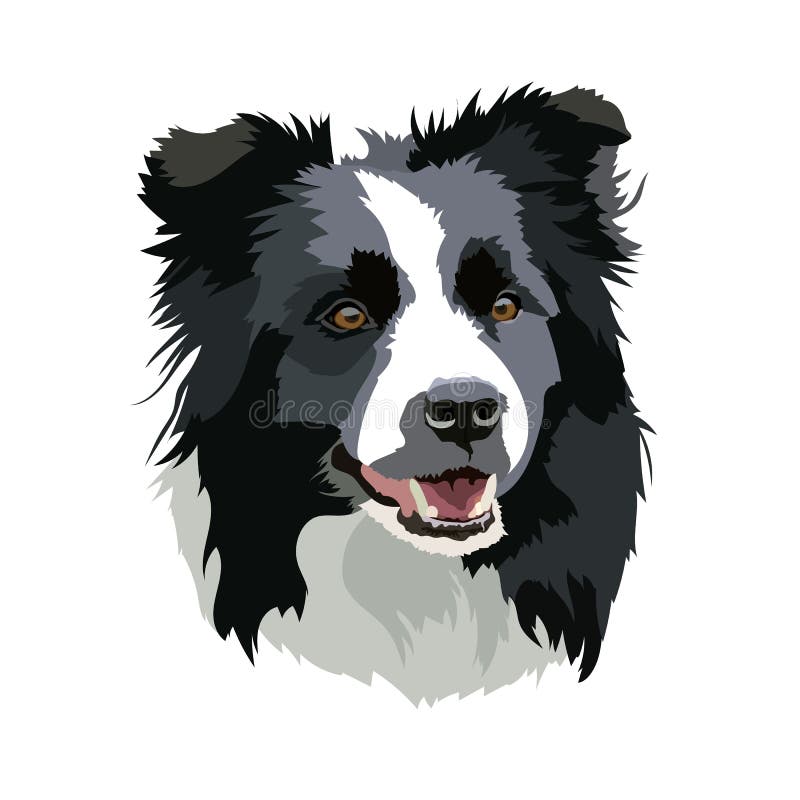Vector Illustration of a Border Collie Dog Head Stock Vector ...