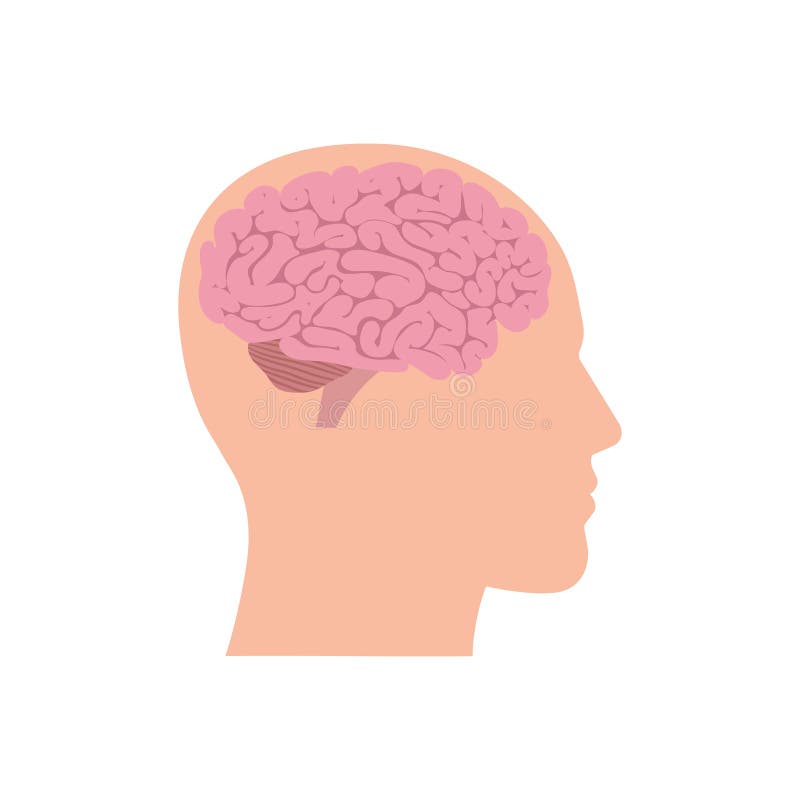 Vector Illustration of Brain in the Head. Stock Vector - Illustration ...
