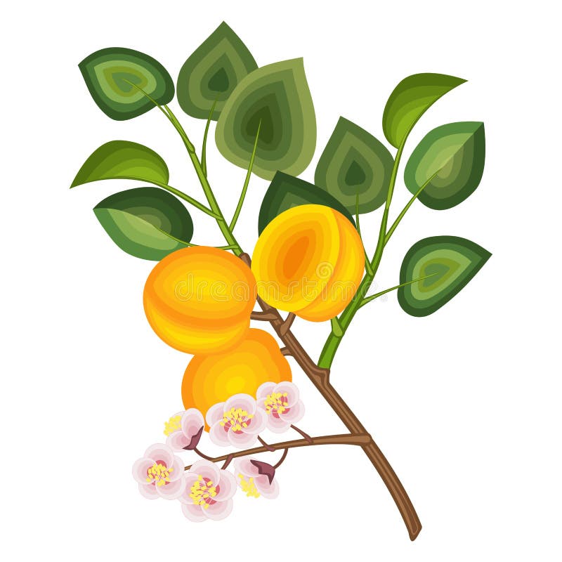 Flowering apricot , vector stock vector. Illustration of drawing - 53649521