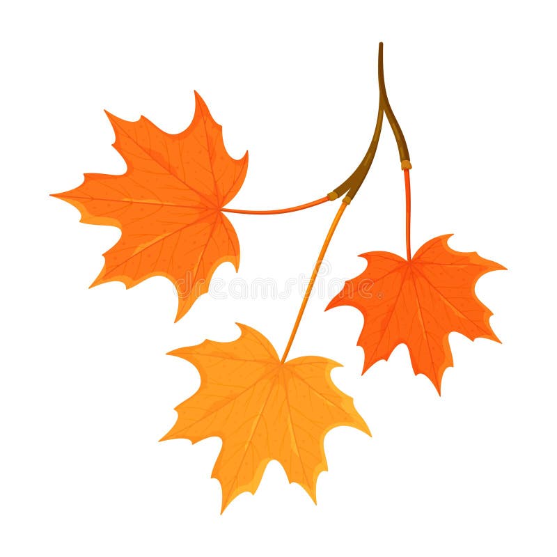 Branch with maple leaves stock vector. Illustration of nature - 32184683