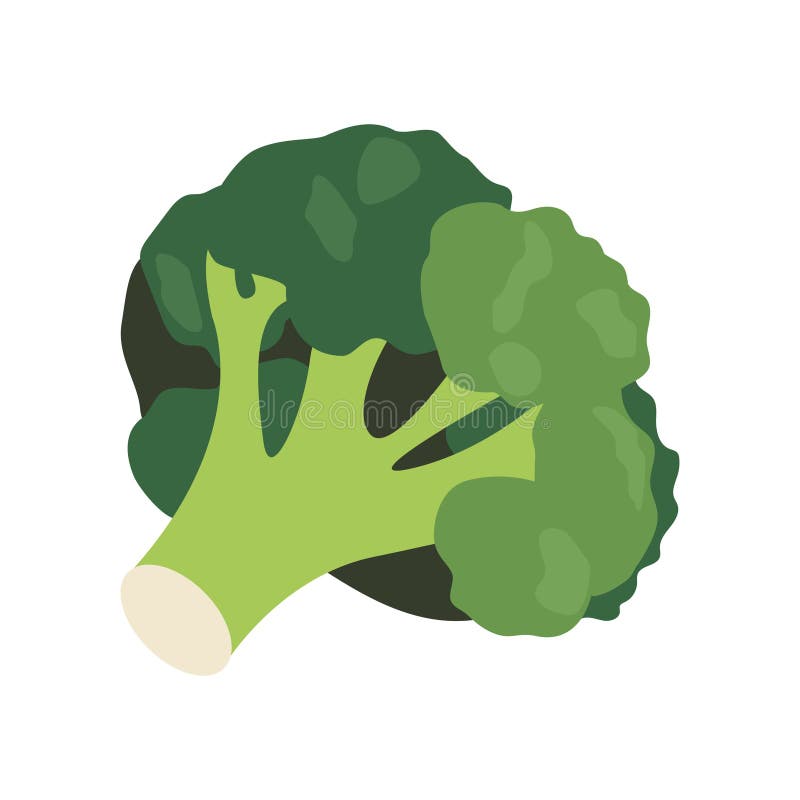 Vector Illustration of Broccoli Stock Vector - Illustration of health ...